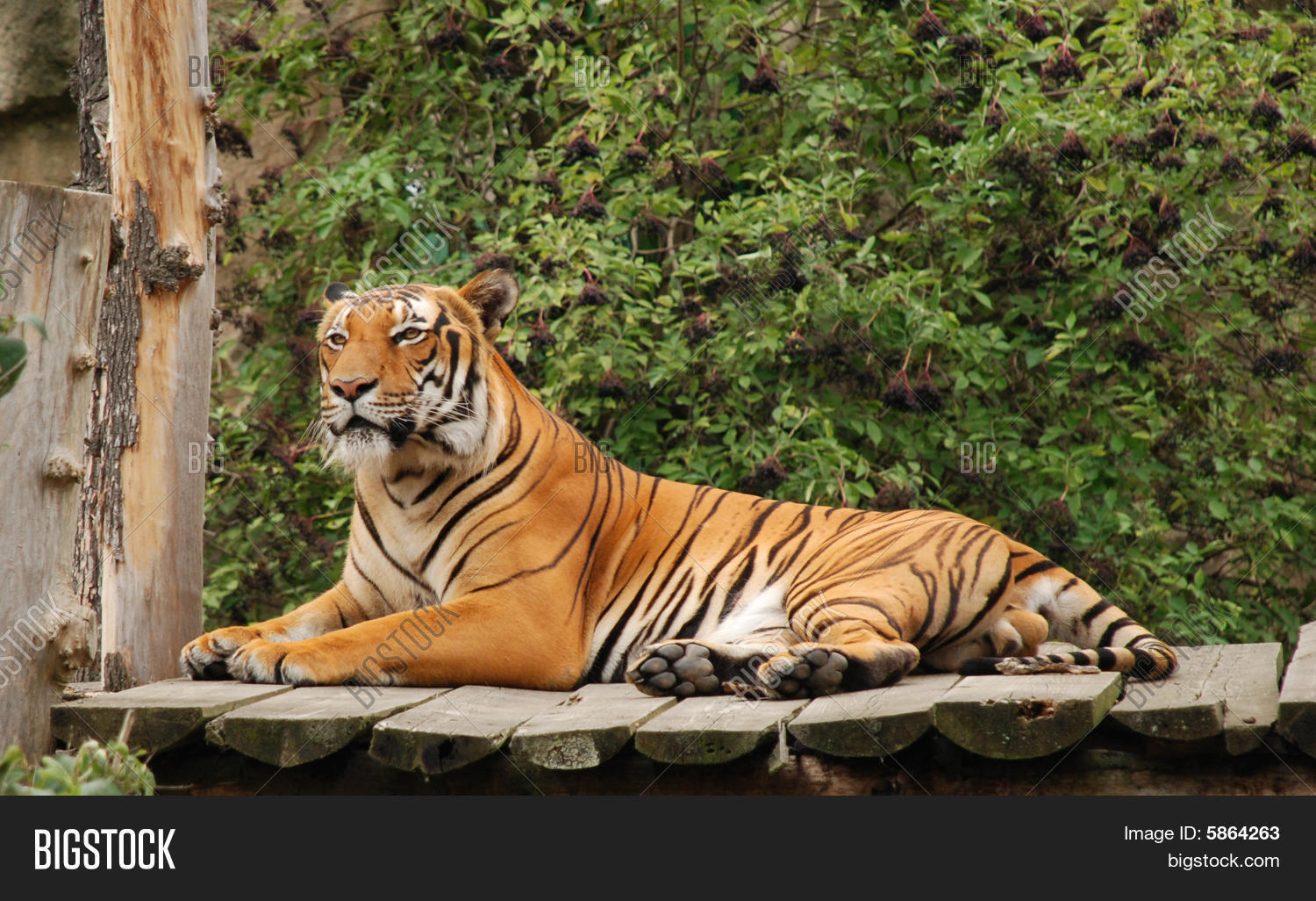 Laying Tiger Image & Photo (Free Trial) | Bigstock