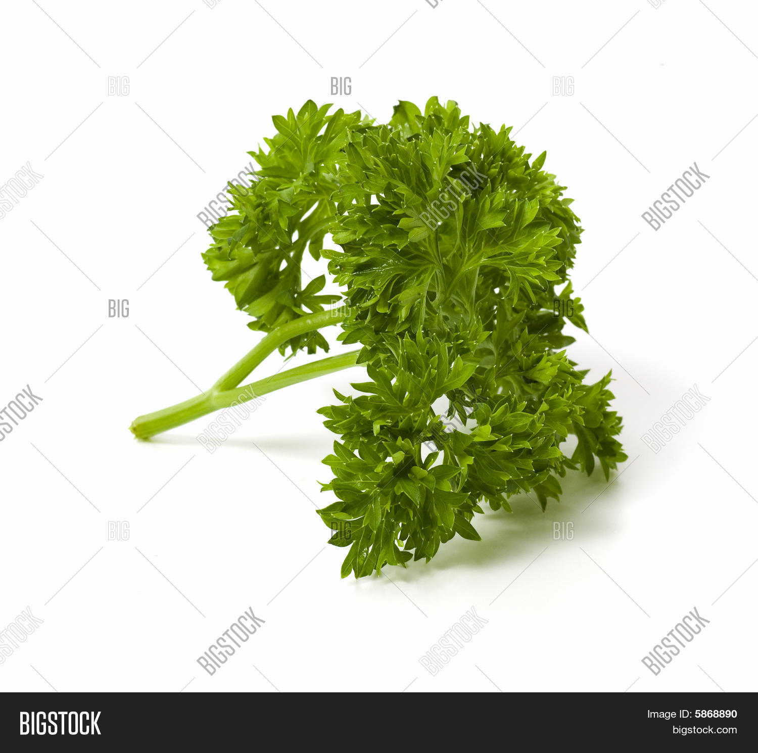 Sprig Parsley Isolated Image & Photo (Free Trial) | Bigstock