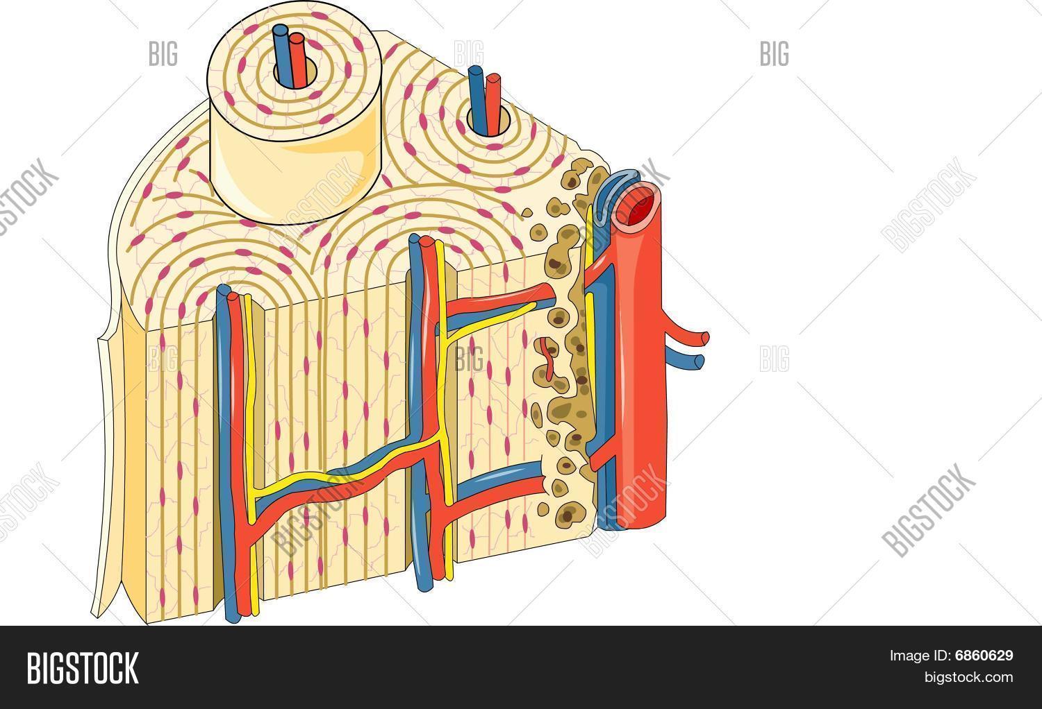 Bone Detail Cortical Image & Photo (Free Trial) | Bigstock