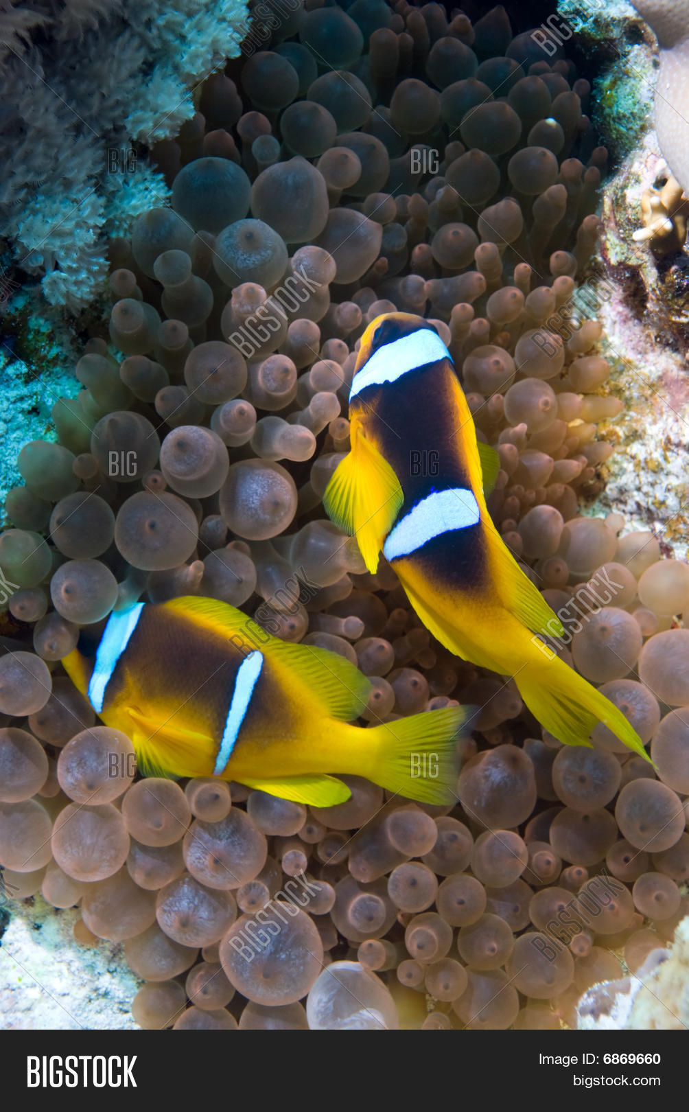 Red Sea Anemonefish ( Image & Photo (Free Trial) | Bigstock