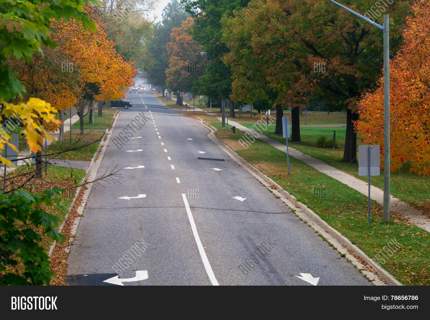 Fall Colours On Tree Image & Photo (Free Trial) | Bigstock