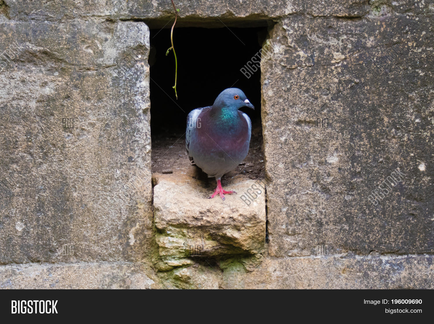 Attractive Rock Dove Image & Photo (Free Trial) | Bigstock