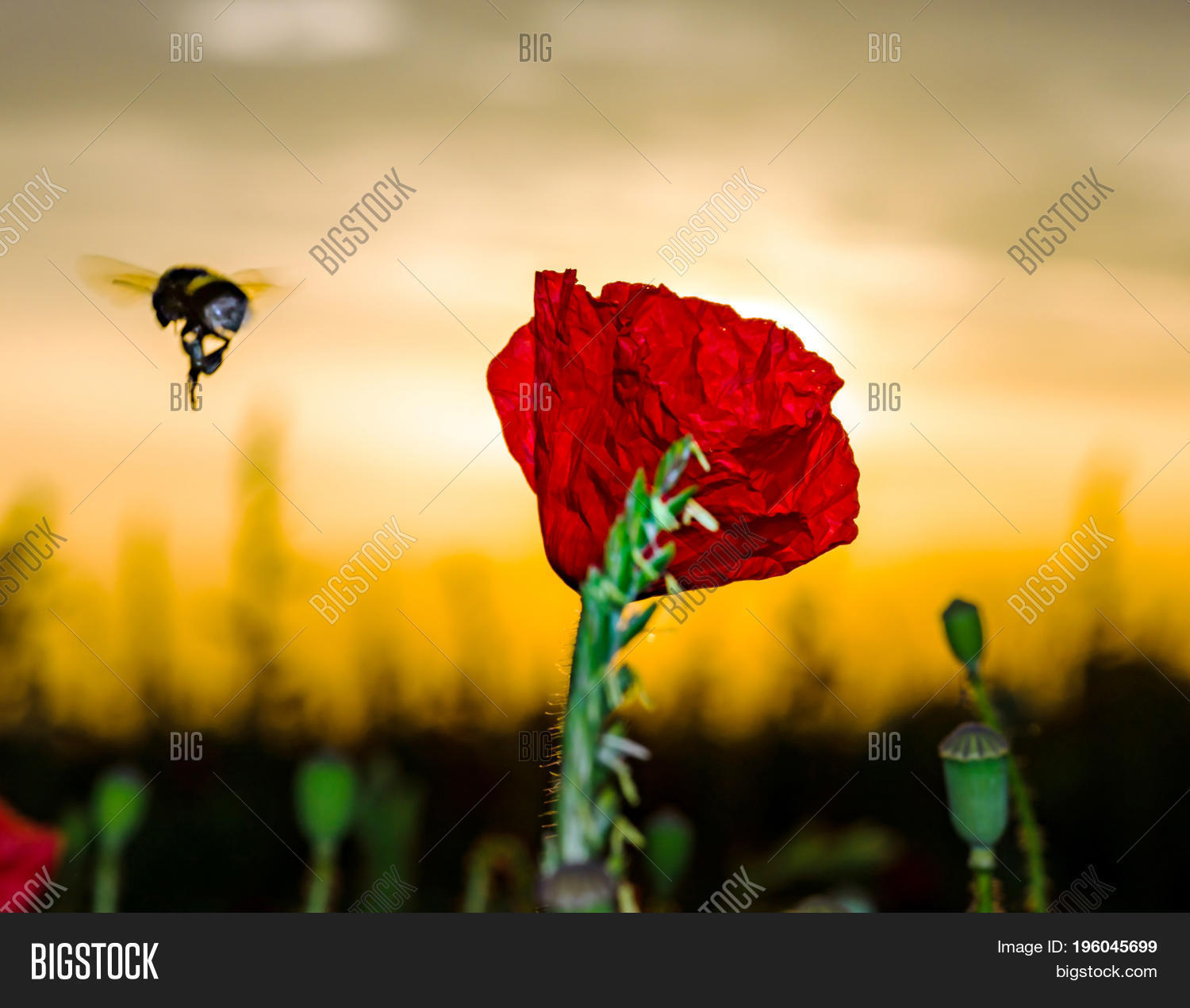 Flying Bumblebee Red Image & Photo (Free Trial) | Bigstock