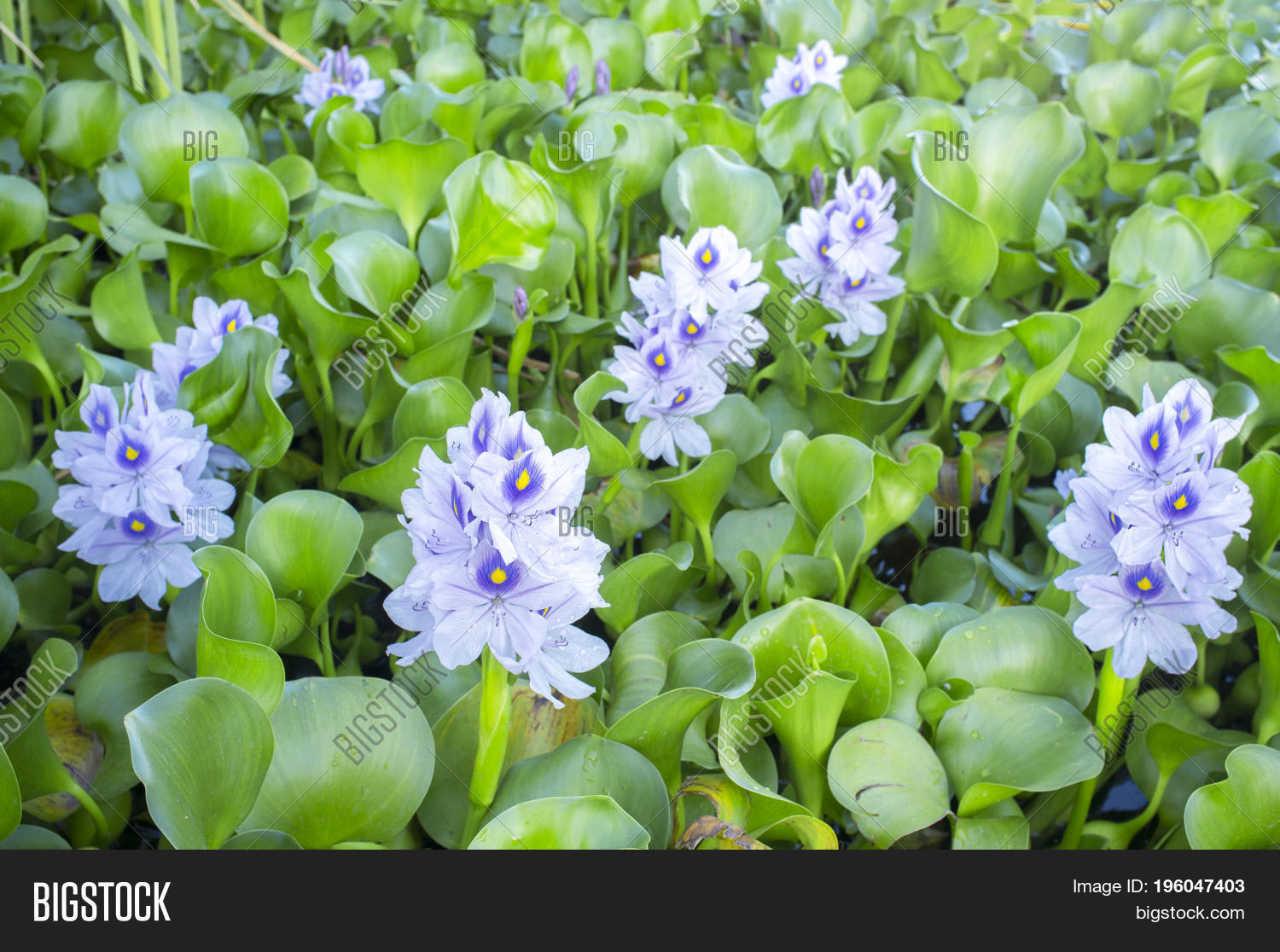 Eichhornia Crassipes Image & Photo (Free Trial) | Bigstock