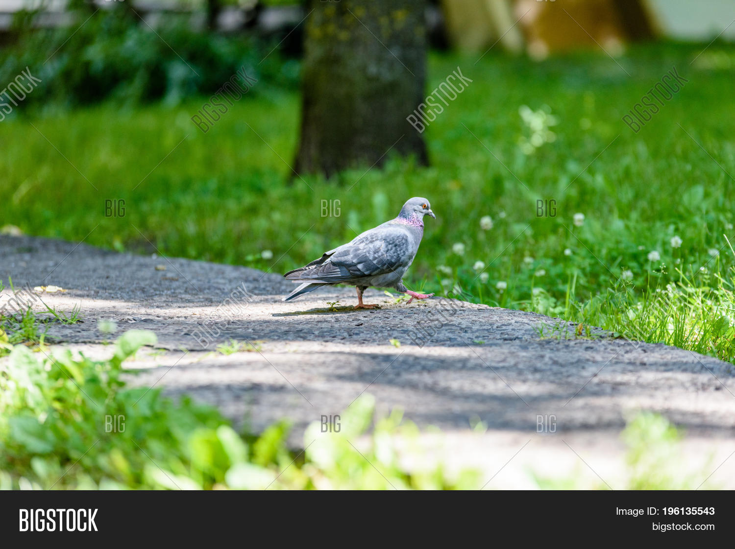 Grey Pidgeon/ Pidgin Image & Photo (Free Trial) | Bigstock