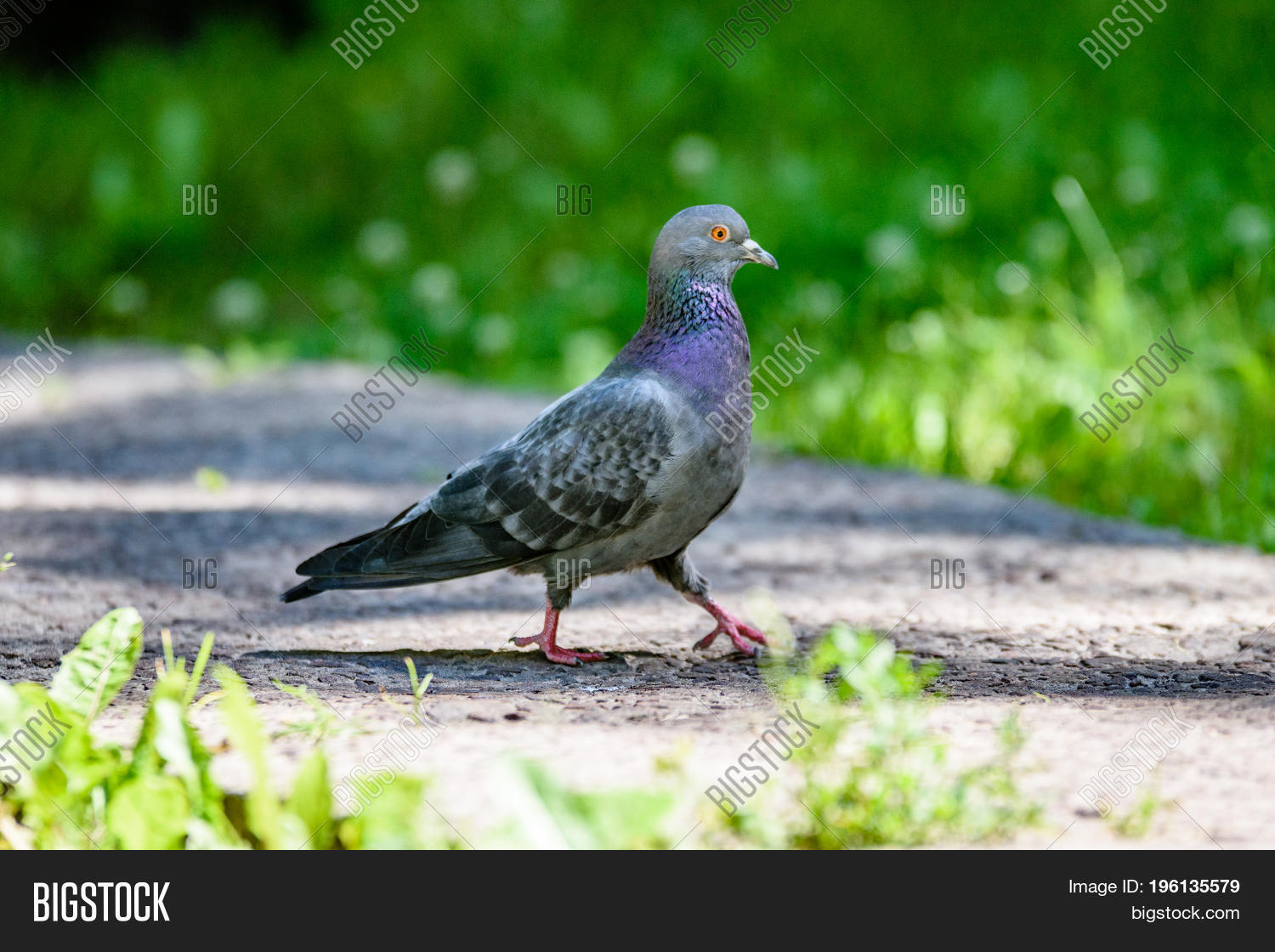Grey Pidgeon/ Pidgin Image & Photo (Free Trial) | Bigstock