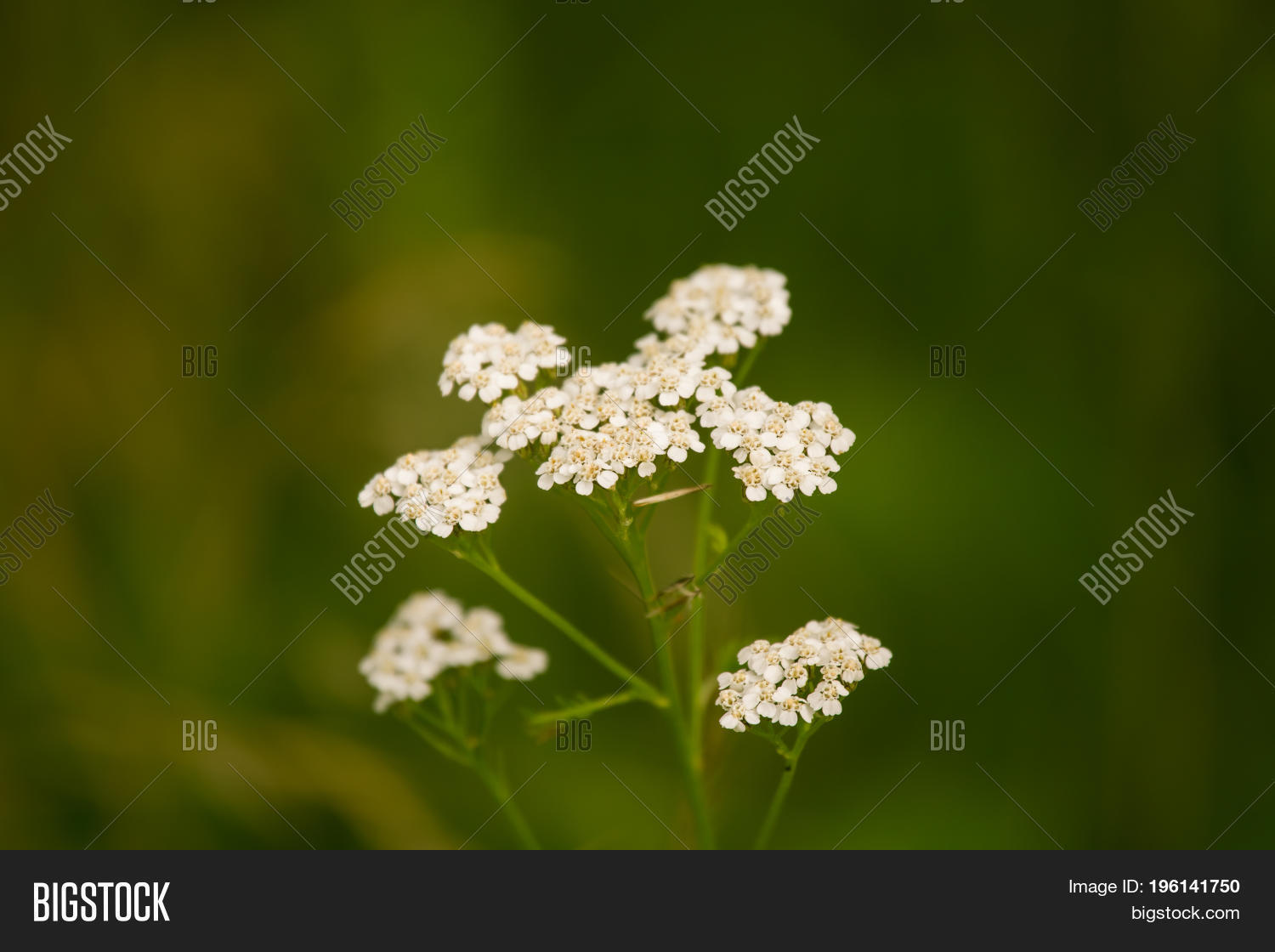 Beautiful Yarrow Image & Photo (Free Trial) | Bigstock