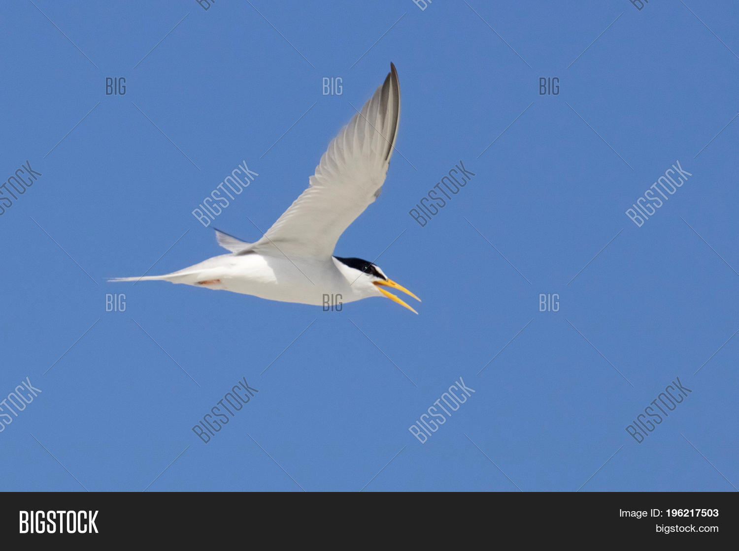 Endangered Least Tern Image & Photo (Free Trial) | Bigstock