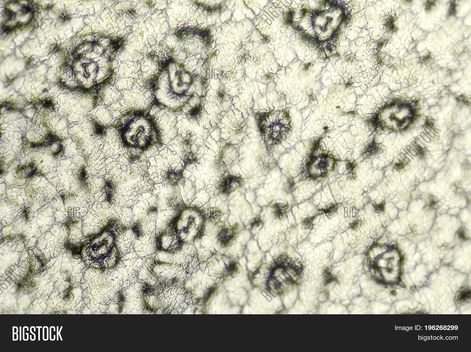 Full Frame Micrography Image & Photo (Free Trial) | Bigstock