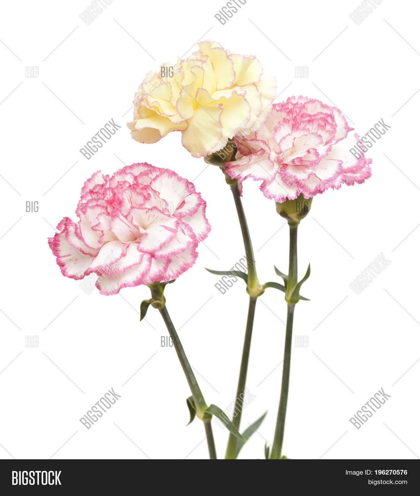 Pretty Pink Yellow Image & Photo (Free Trial) | Bigstock