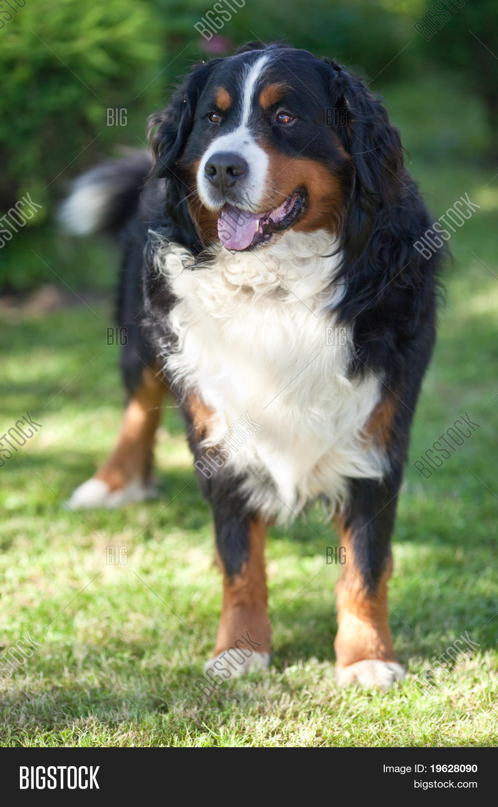 ภาพและภาพถ่าย (ทดลองใช้ฟรี) | Bigstock