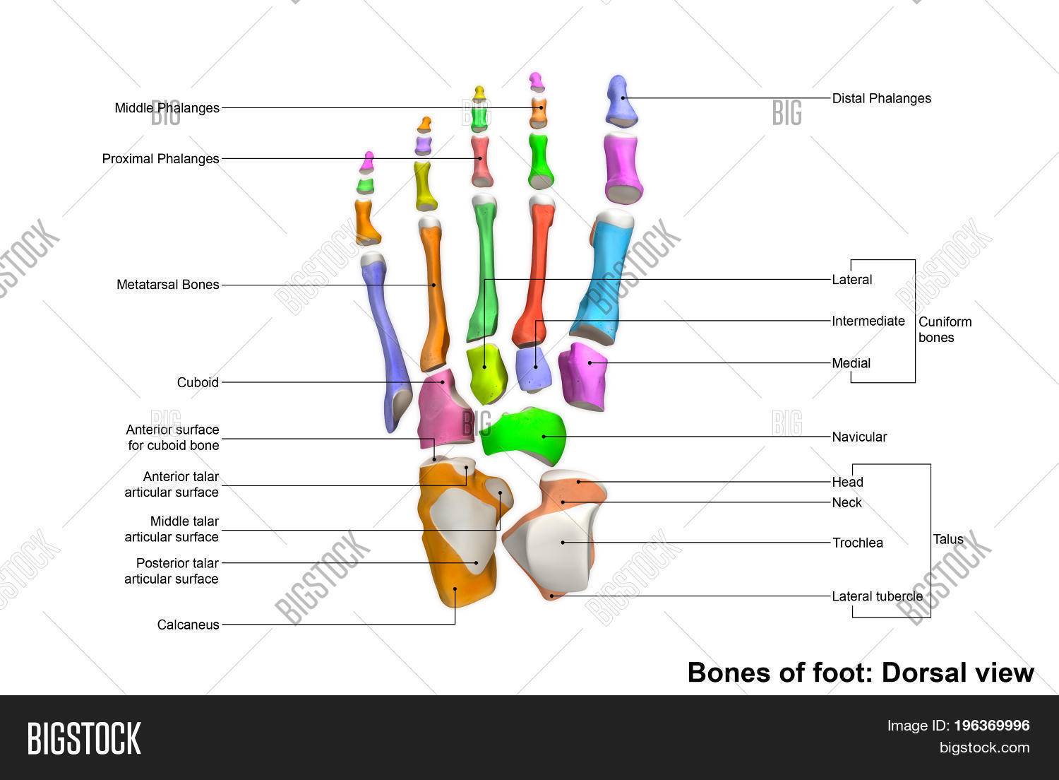 Forefoot Contains Five Image & Photo (Free Trial) | Bigstock
