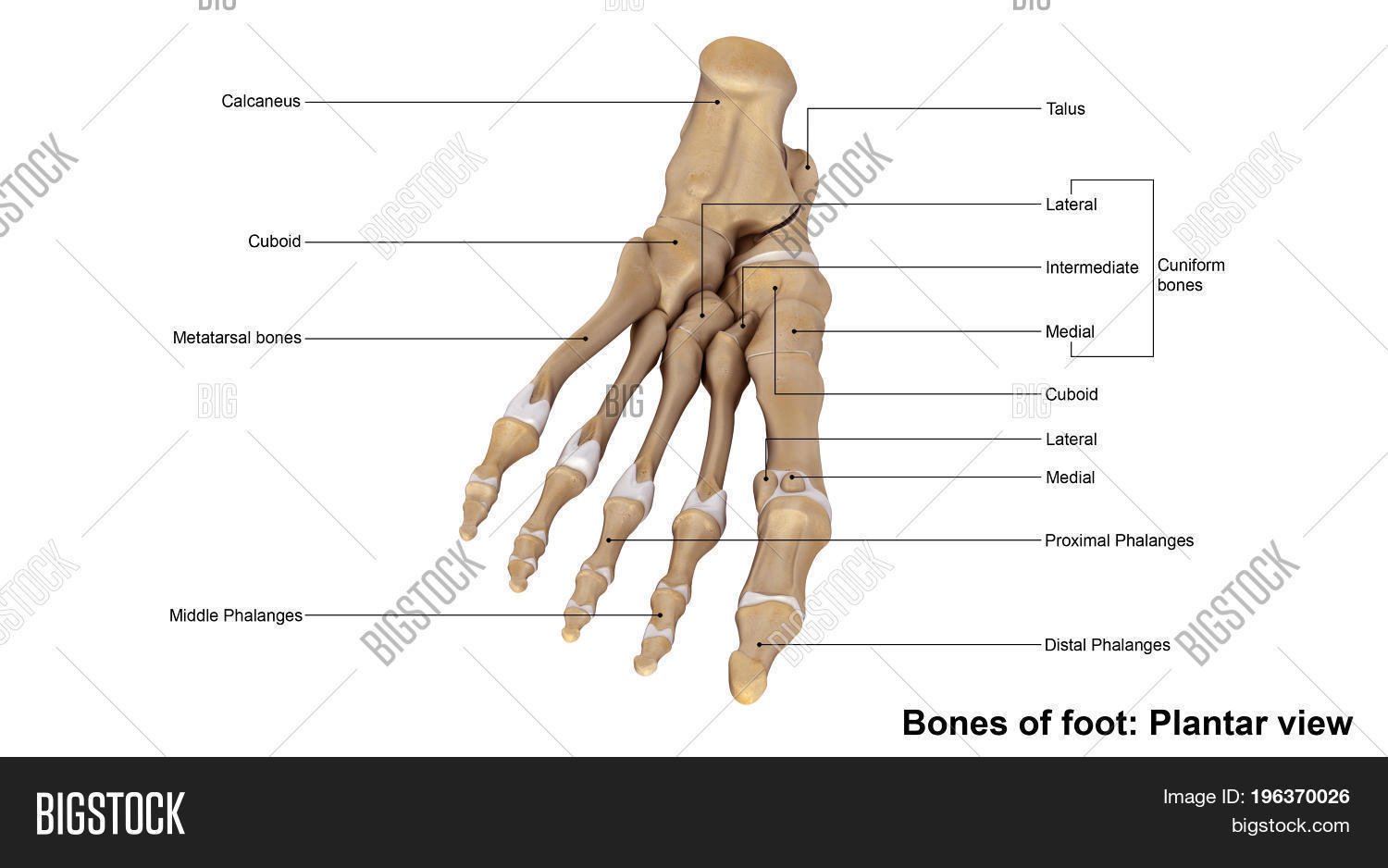 Forefoot Contains Five Image & Photo (Free Trial) | Bigstock