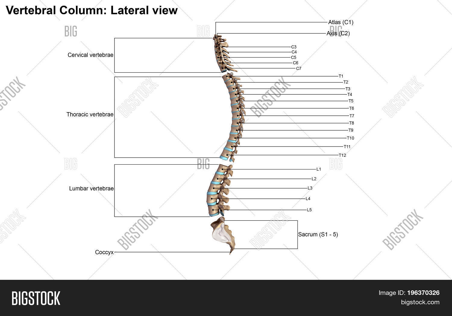 Vertebral Column Image & Photo (Free Trial) | Bigstock