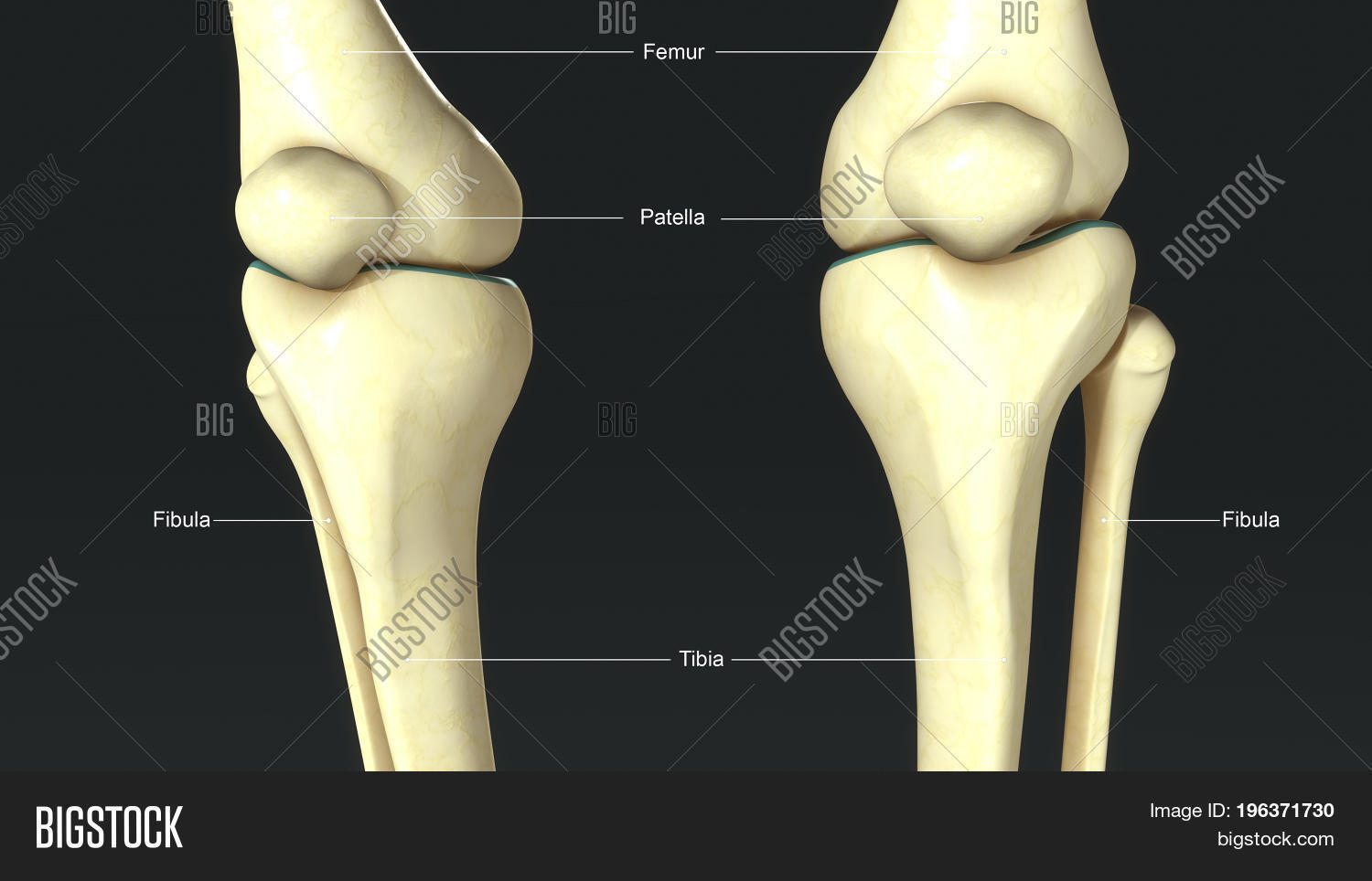 Knee Joint One Image & Photo (Free Trial) | Bigstock