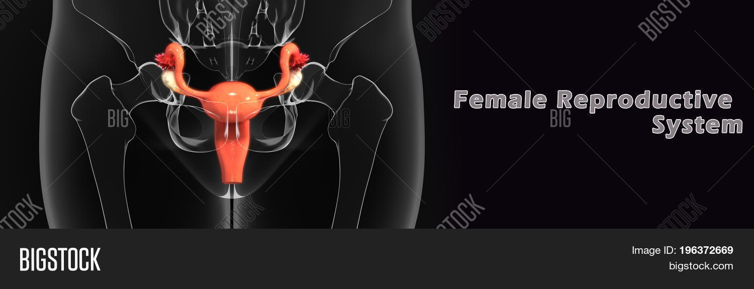 Female Internal Image & Photo (Free Trial) | Bigstock