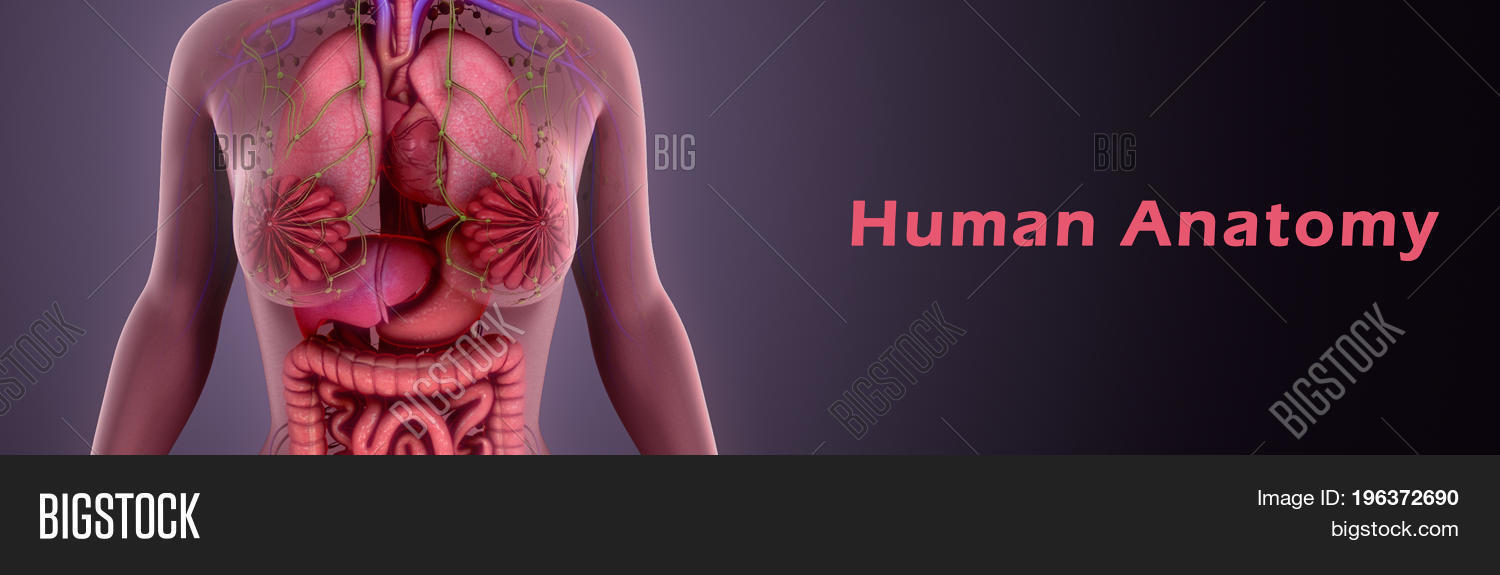 Imagen y foto Human Body Entire (prueba gratis) | Bigstock