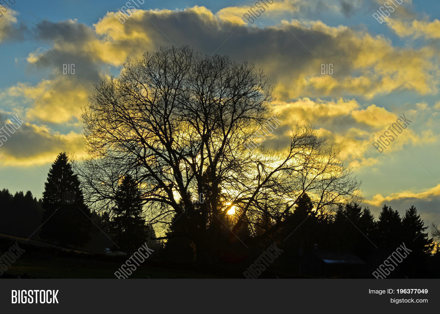 Imagen y foto Backlit Tree Sunset (prueba gratis) | Bigstock