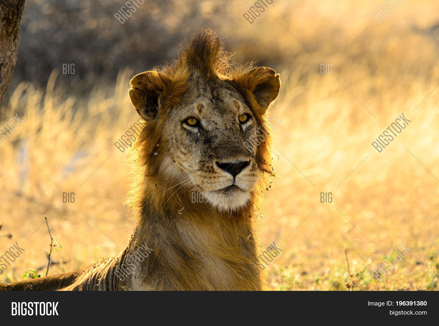 Lion Unkempt Mane On Image & Photo (Free Trial) | Bigstock