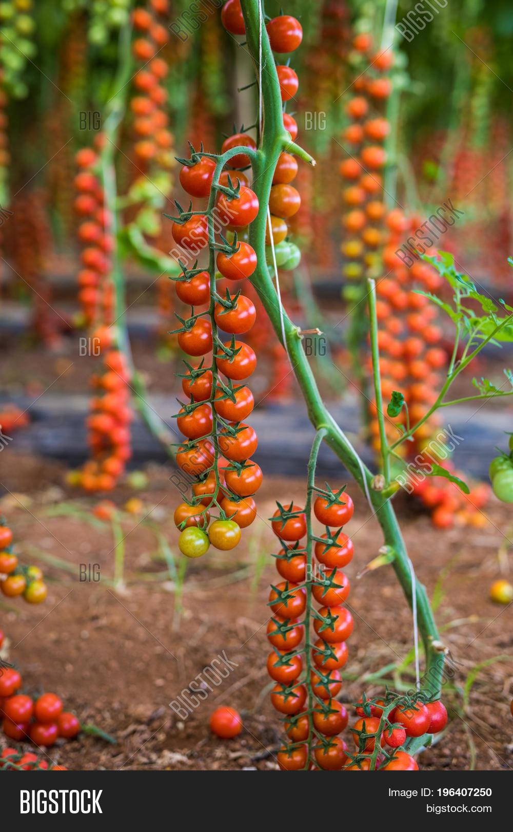 Growth Cherry Tomatoes Image & Photo (Free Trial) | Bigstock