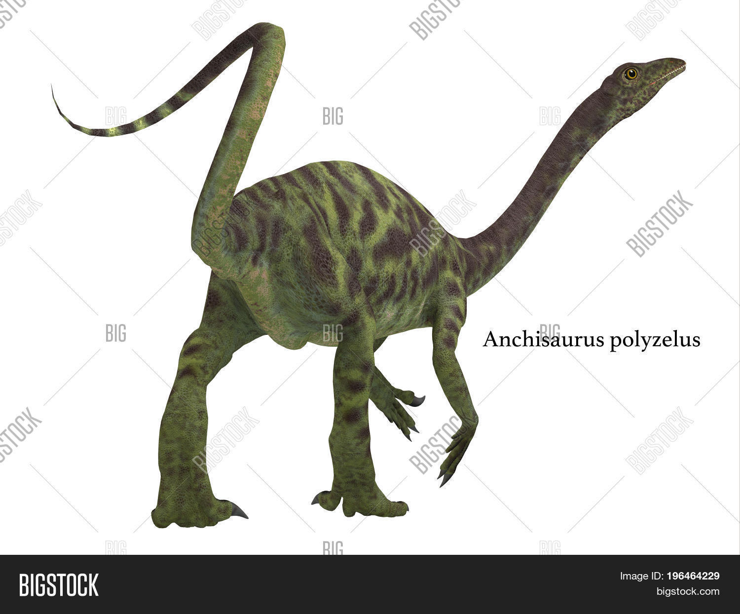 Anchisaurus Dinosaur Image & Photo (Free Trial) | Bigstock