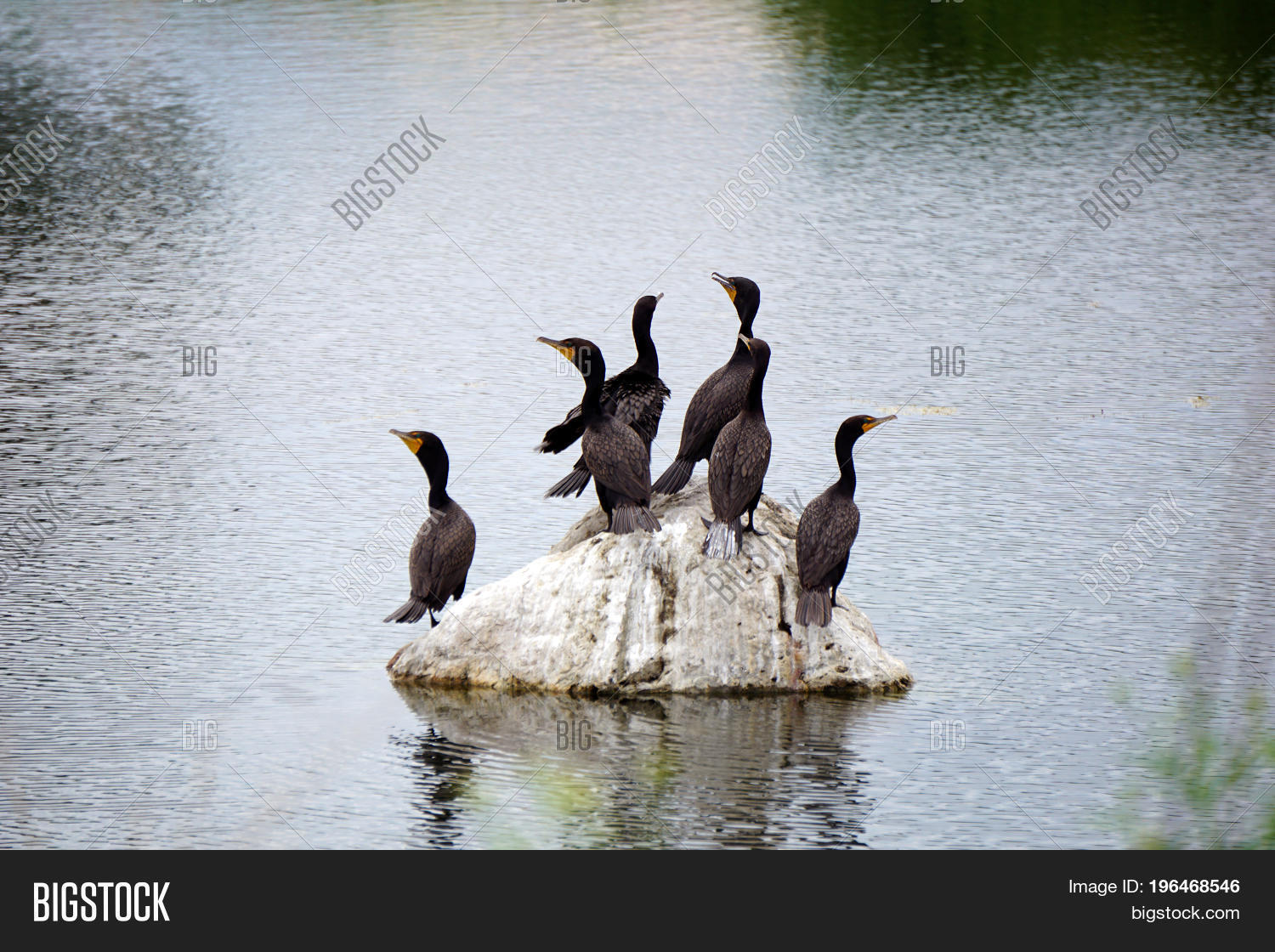 Imagen y foto Flock Double (prueba gratis) | Bigstock