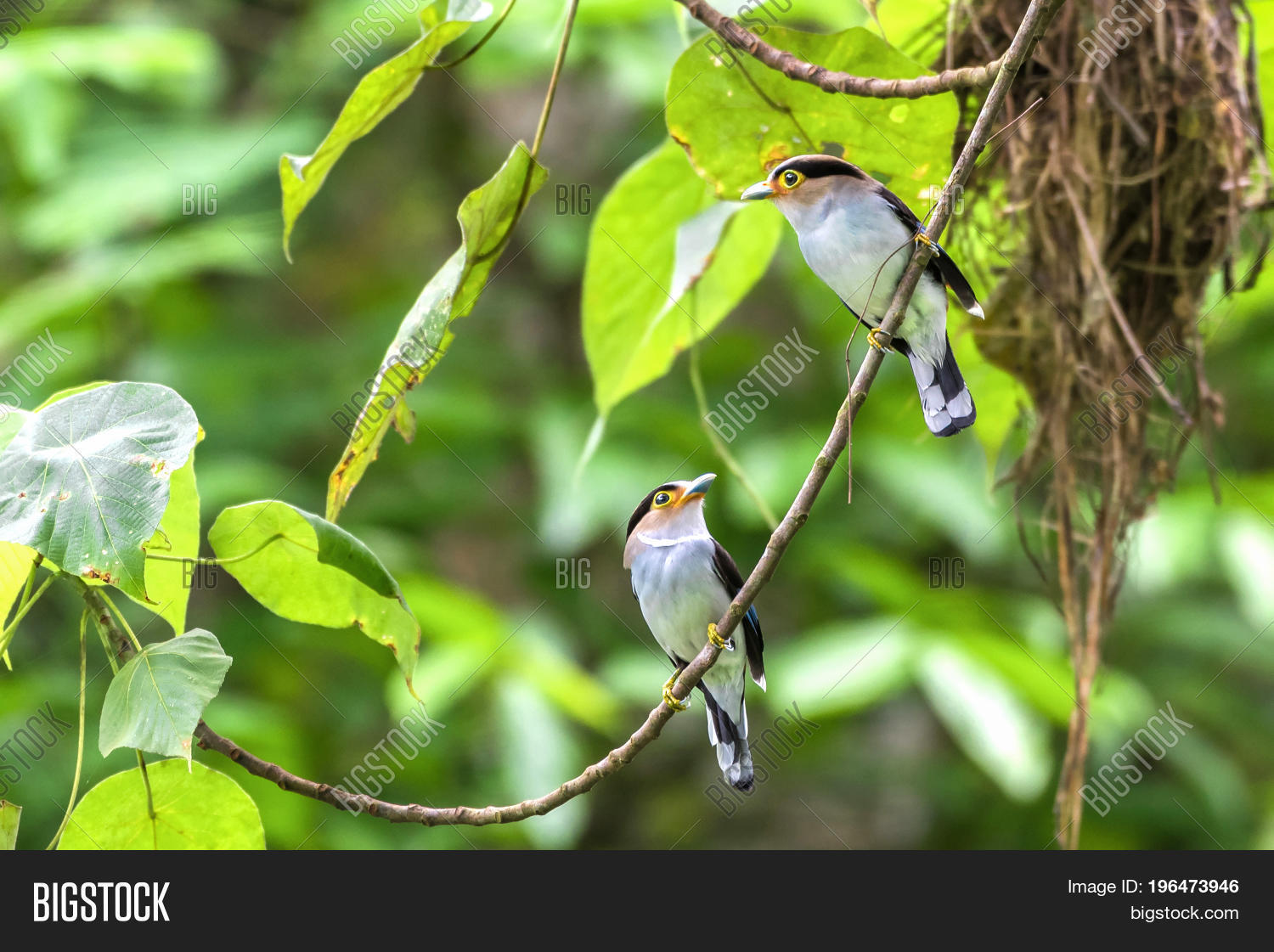 Silver-breasted Image & Photo (Free Trial) | Bigstock