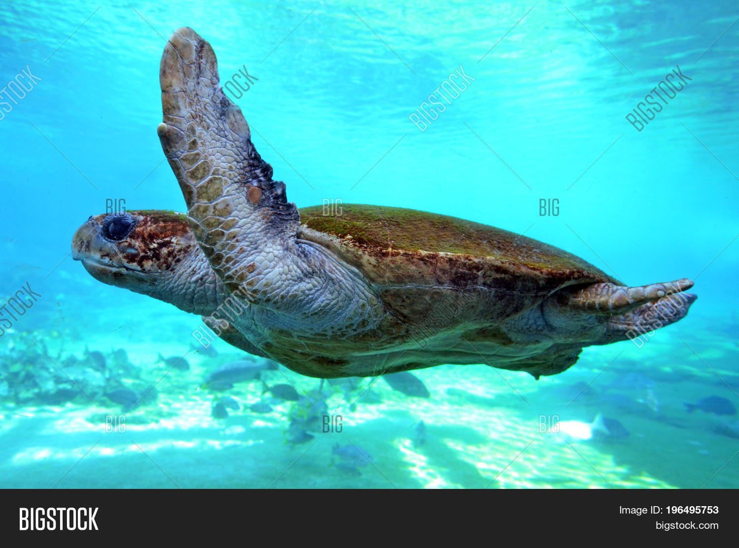 Green Sea Turtle Image & Photo (Free Trial) | Bigstock