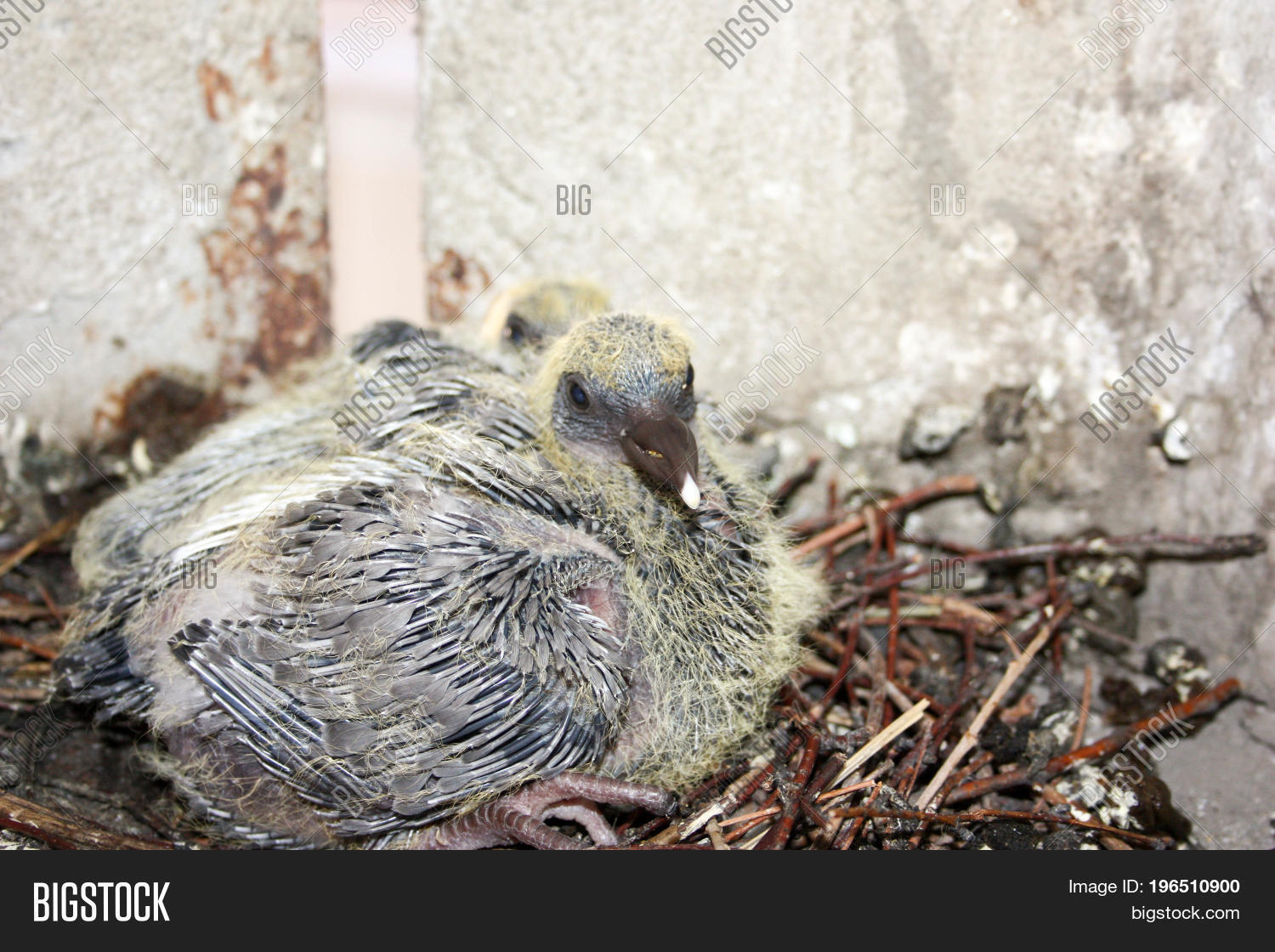 Dove Small Nest. White Image & Photo (Free Trial) | Bigstock