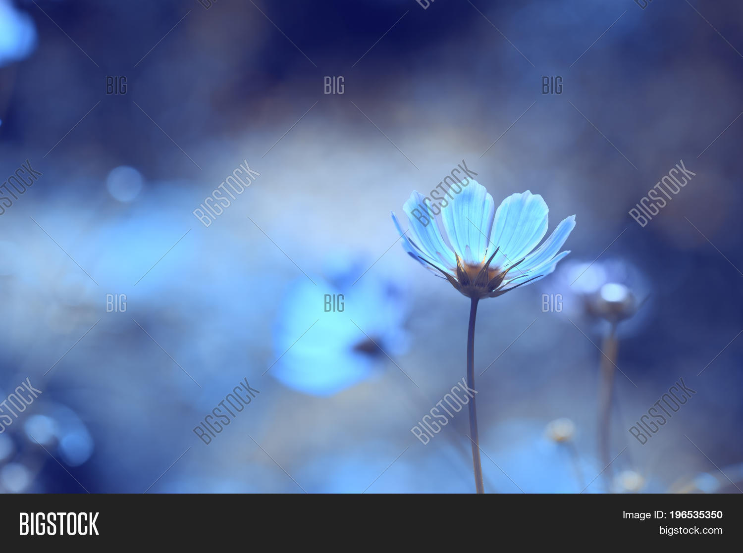 Blue Delicate Flowers Image & Photo (Free Trial) | Bigstock