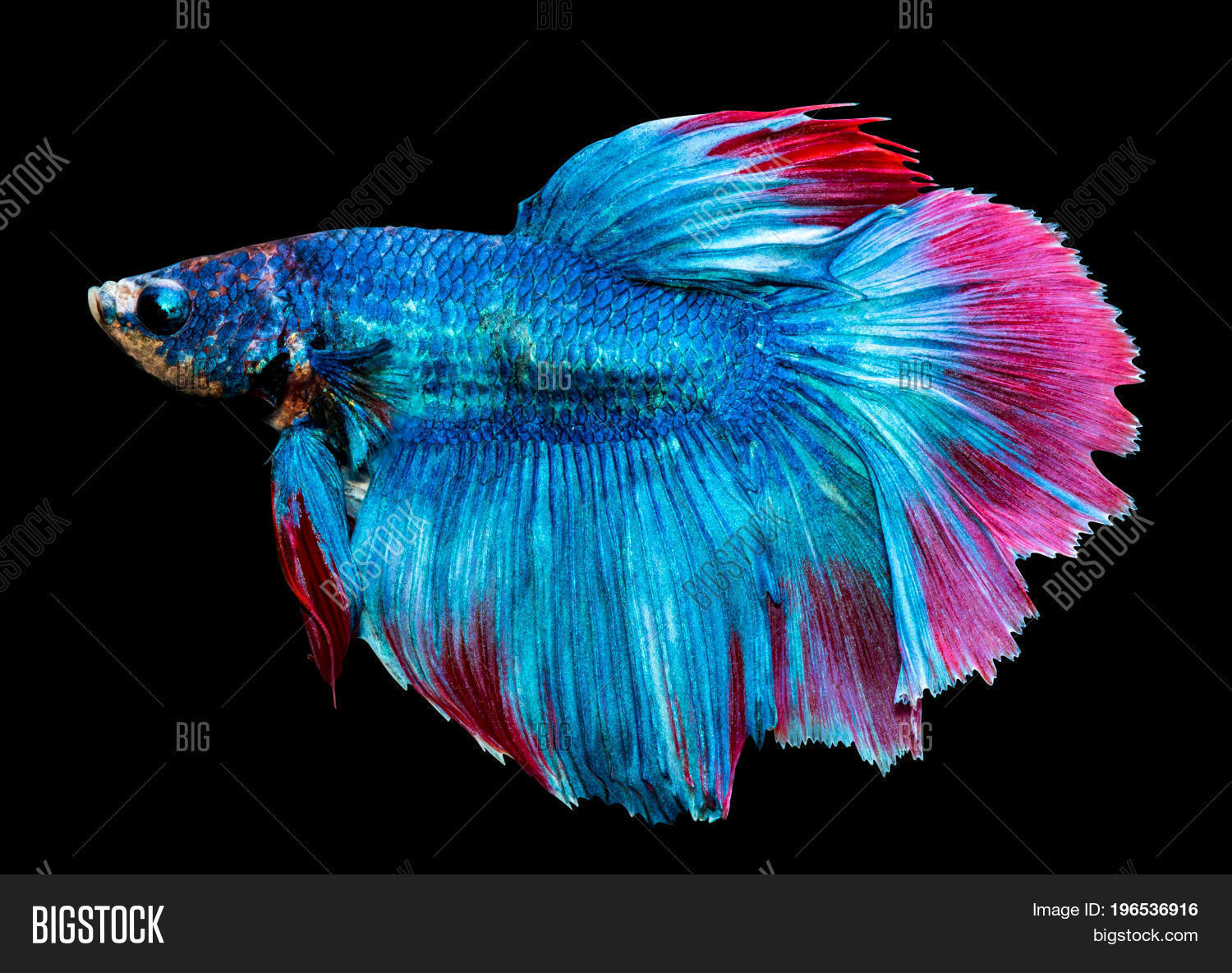 Betta Splendens Image & Photo (Free Trial) | Bigstock