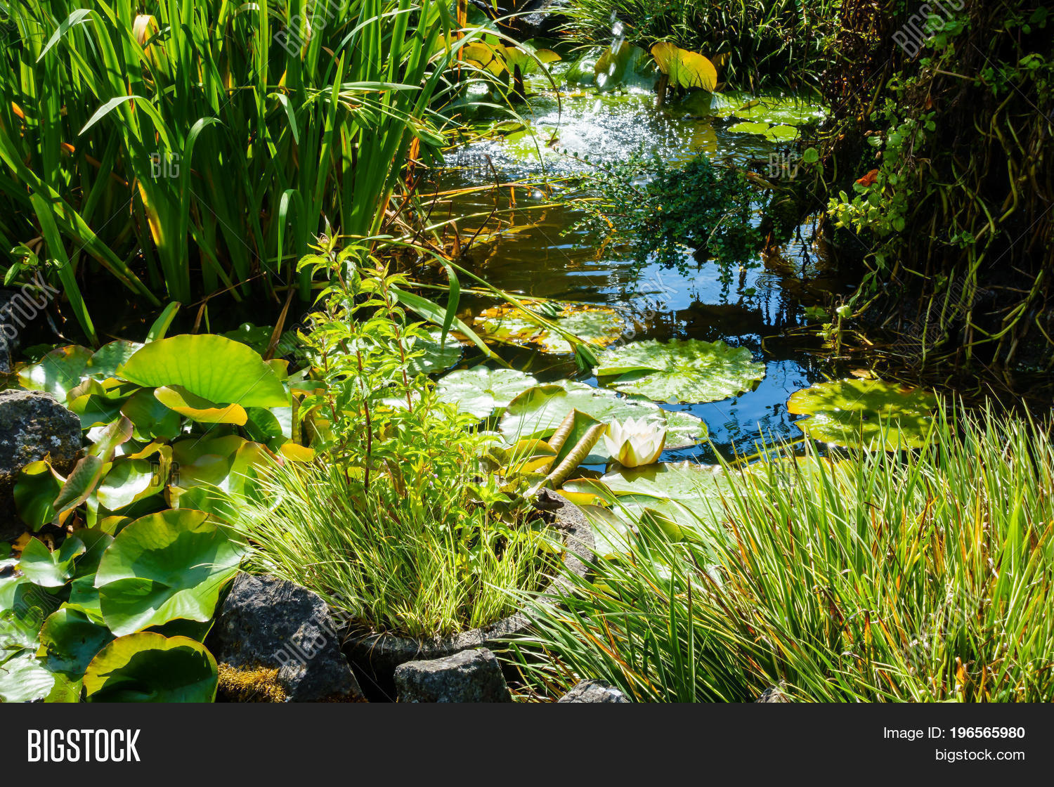 Beautiful Pond Green Image & Photo (Free Trial) | Bigstock