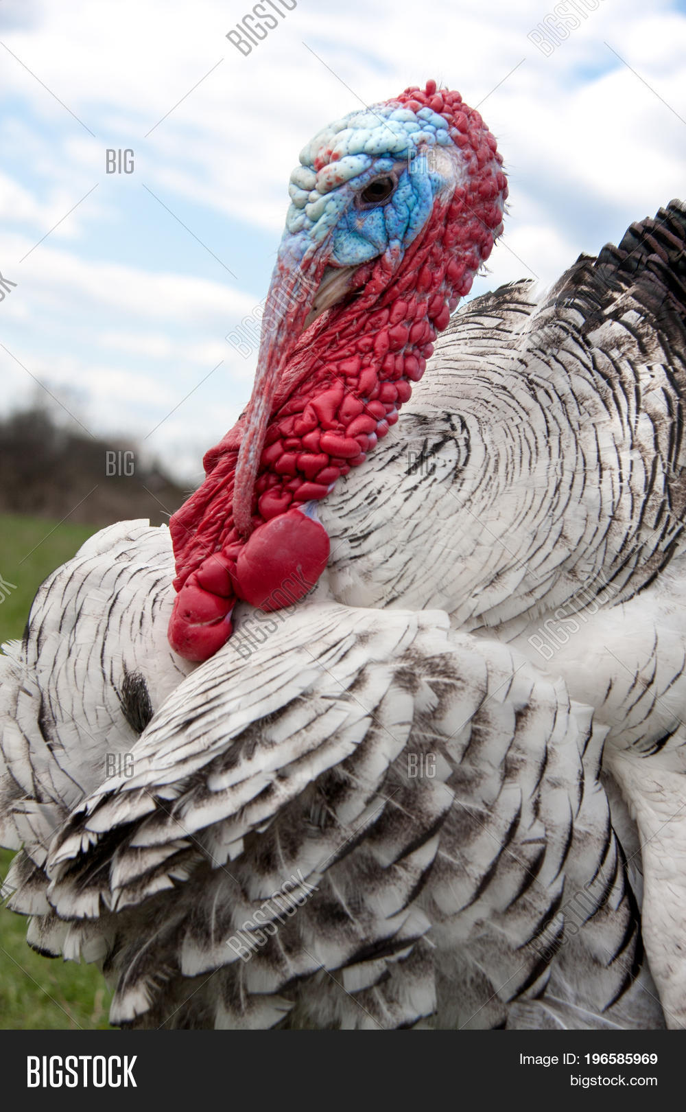 Turkey Male Gobbler Image & Photo (Free Trial) | Bigstock