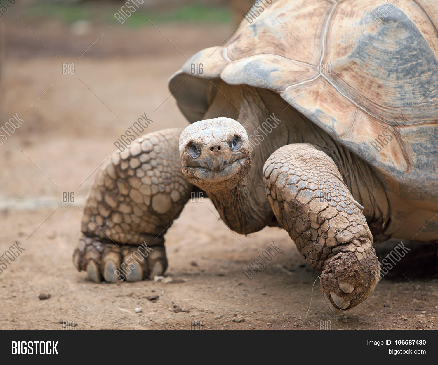 Big Land Tortoise Image & Photo (Free Trial) | Bigstock