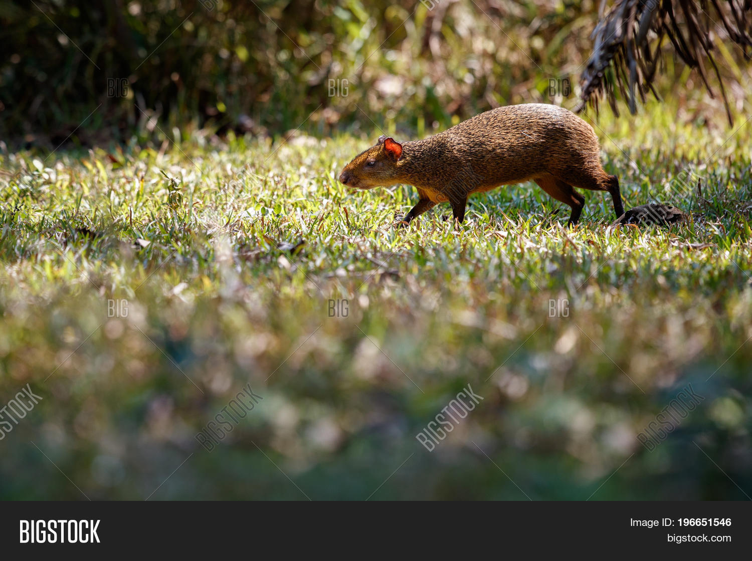 Wild Agouti Close Image & Photo (Free Trial) | Bigstock