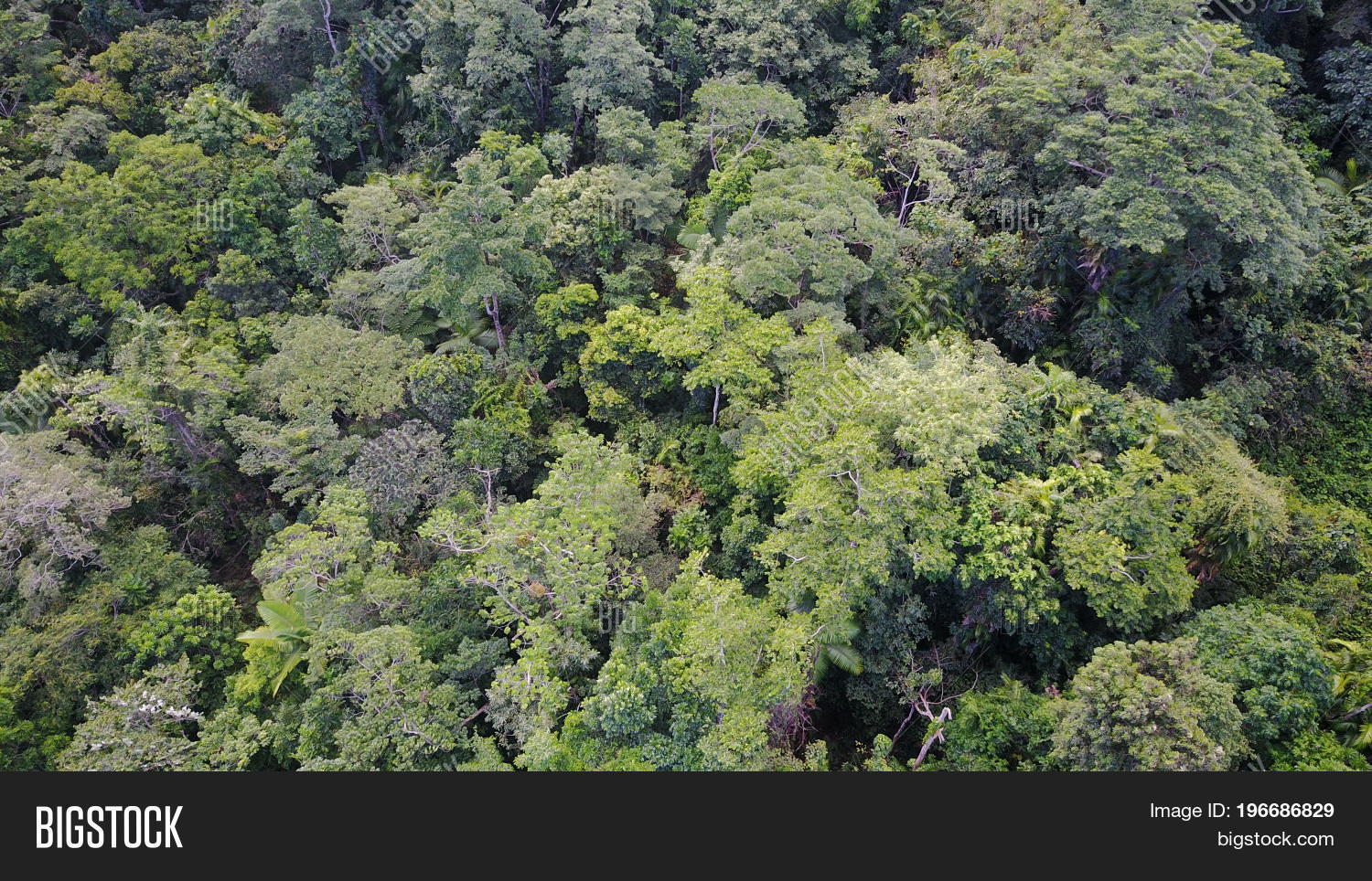 Rainforest Canopy, Image & Photo (Free Trial) | Bigstock