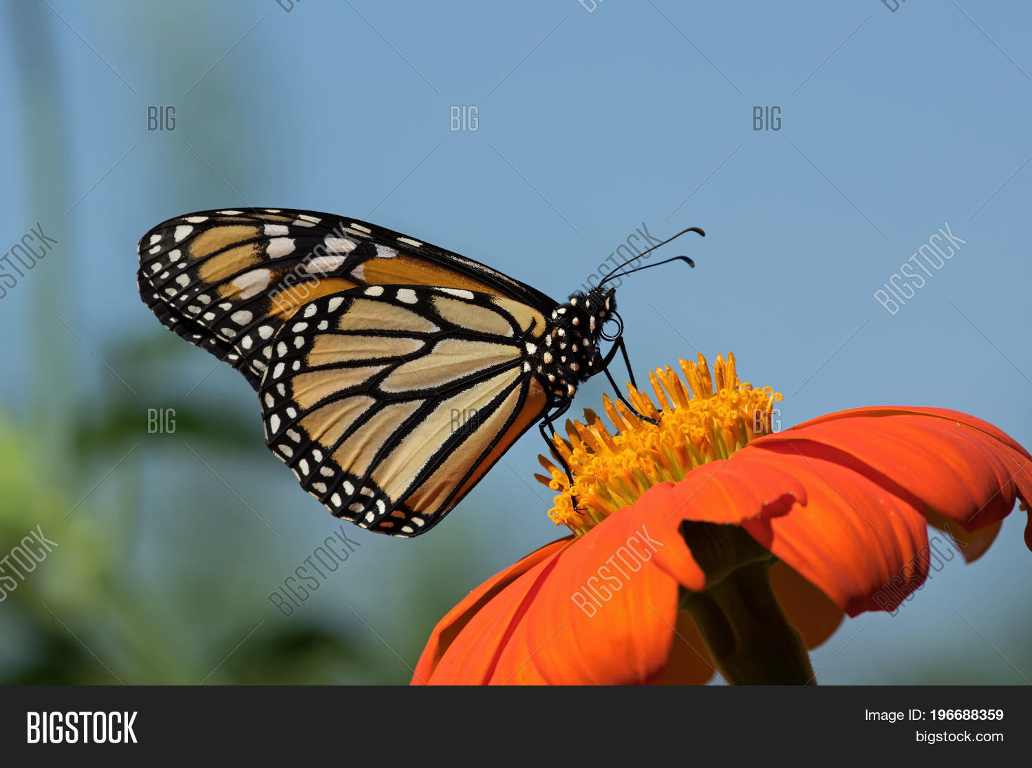 Monarch Butterfly On Image & Photo (Free Trial) | Bigstock