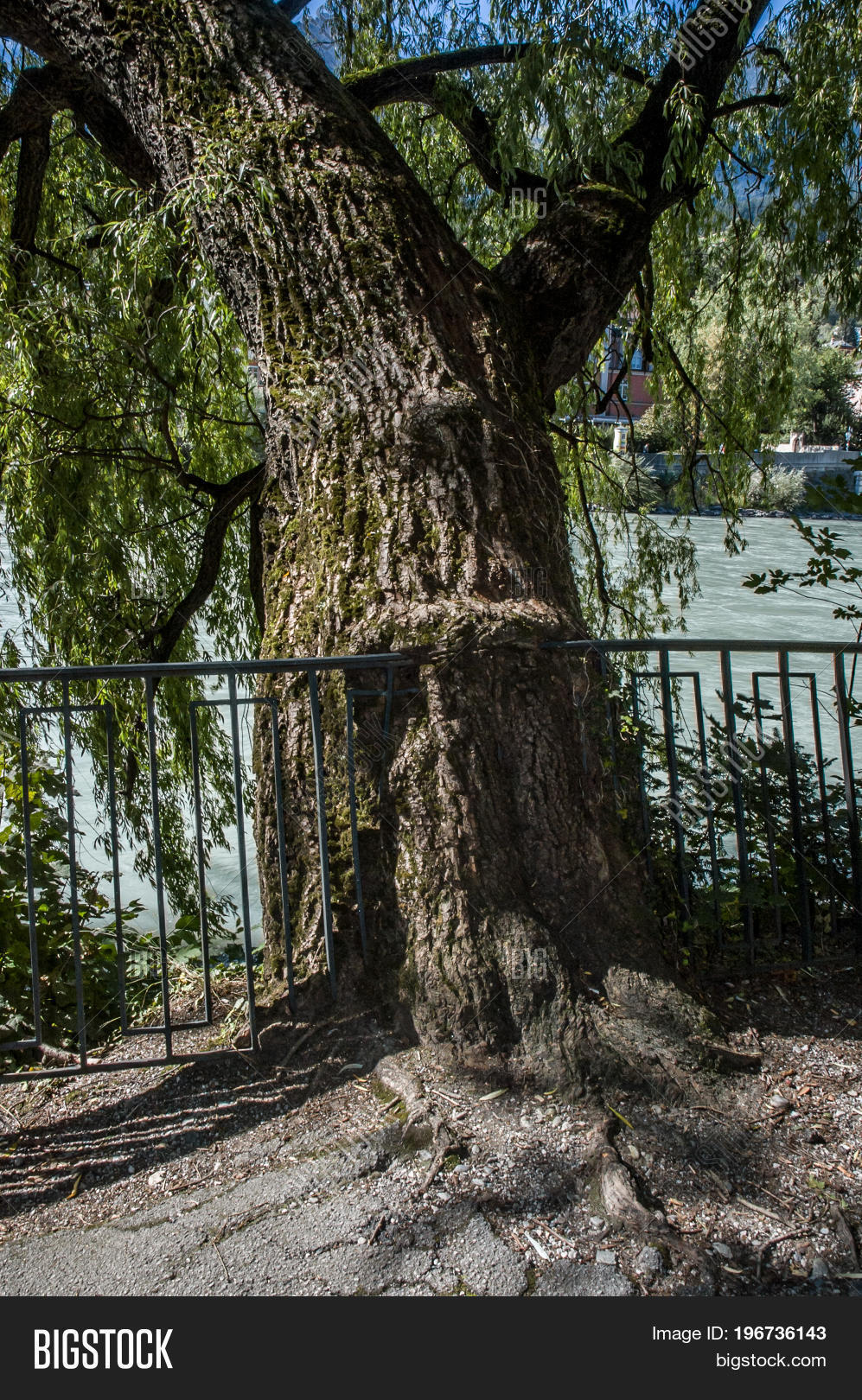 Nature Engulfs Image & Photo (Free Trial) | Bigstock