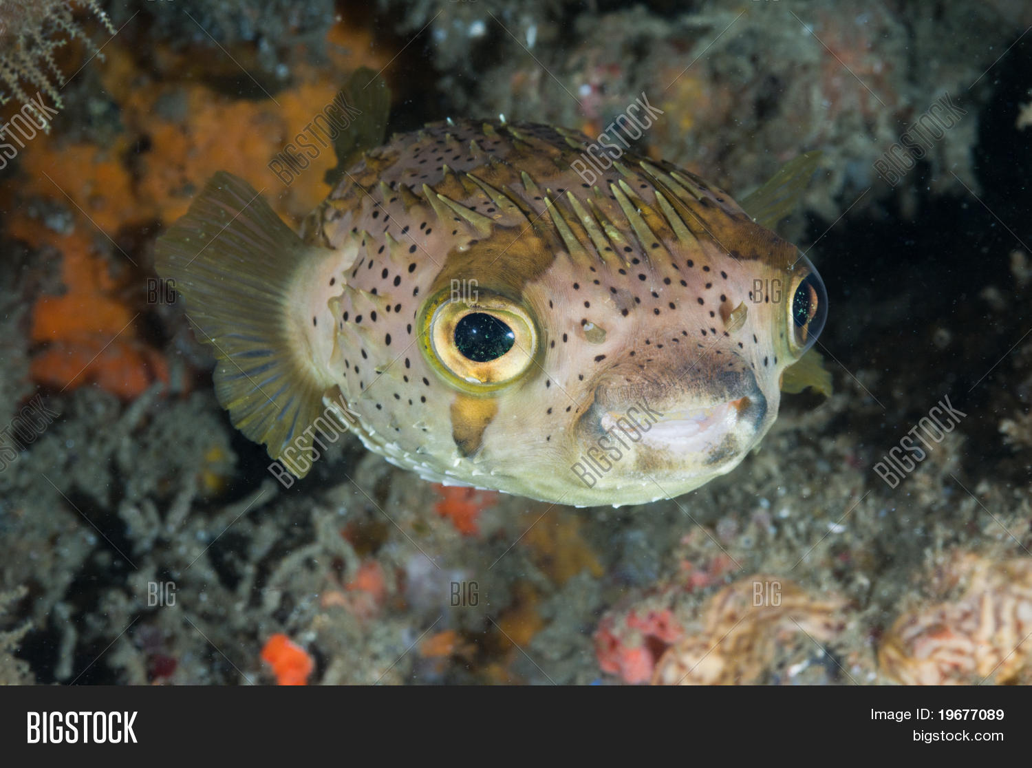 ภาพและภาพถ่าย (ทดลองใช้ฟรี) | Bigstock