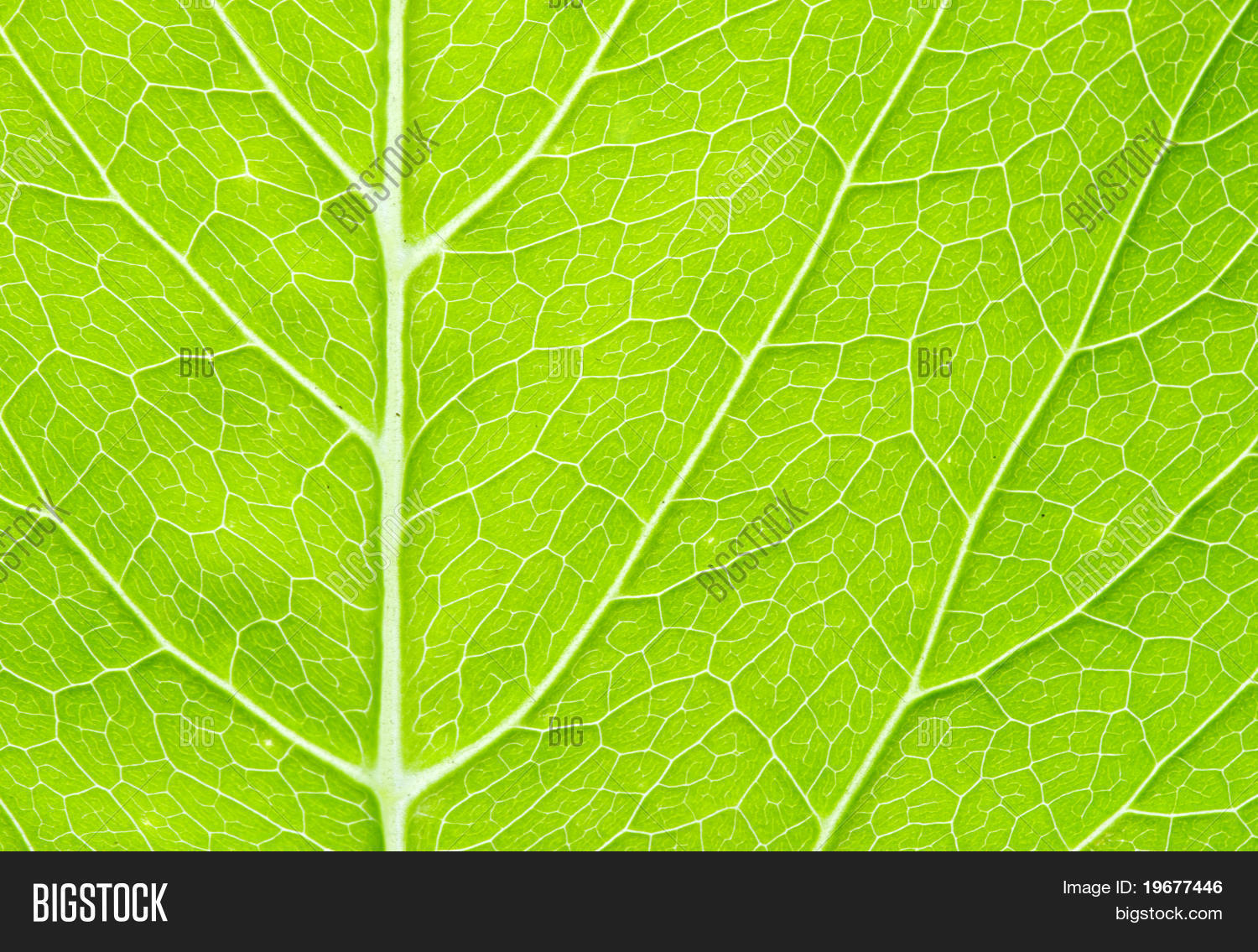 Structure Leaf Natural Image & Photo (Free Trial) | Bigstock