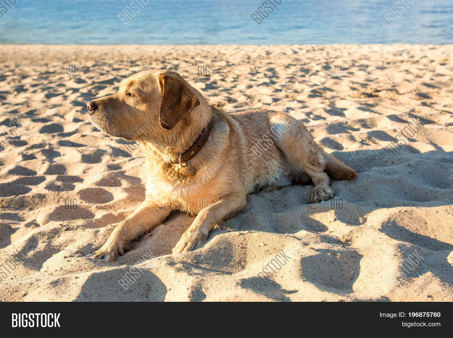 Old Yellow Dog Image & Photo (Free Trial) | Bigstock
