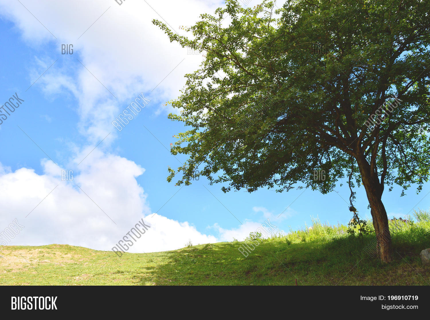 Simple Tree Agains Sky Image & Photo (Free Trial) | Bigstock