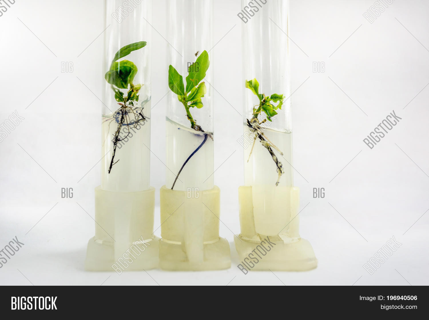 Close View Microplants Image & Photo (Free Trial) | Bigstock