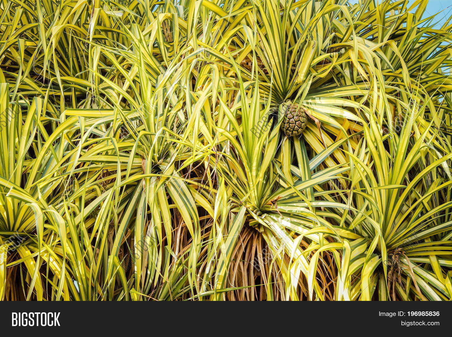 Close Pandanus Image & Photo (Free Trial) | Bigstock