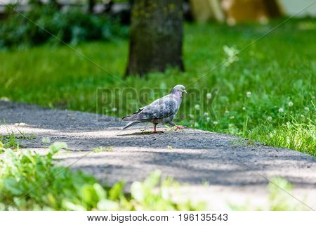 Grey Pidgeon/ Pidgin Image & Photo (Free Trial) | Bigstock
