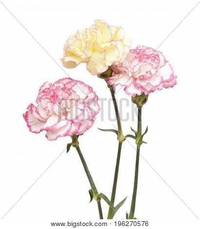 Pretty Pink Yellow Image & Photo (Free Trial) | Bigstock