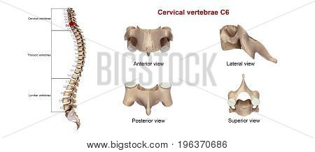 Among Vertebrae Spinal Image & Photo (Free Trial) | Bigstock