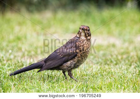Female Thrush Garden Image & Photo (Free Trial) | Bigstock