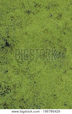 Texture Swamp Water Image & Photo (Free Trial) | Bigstock