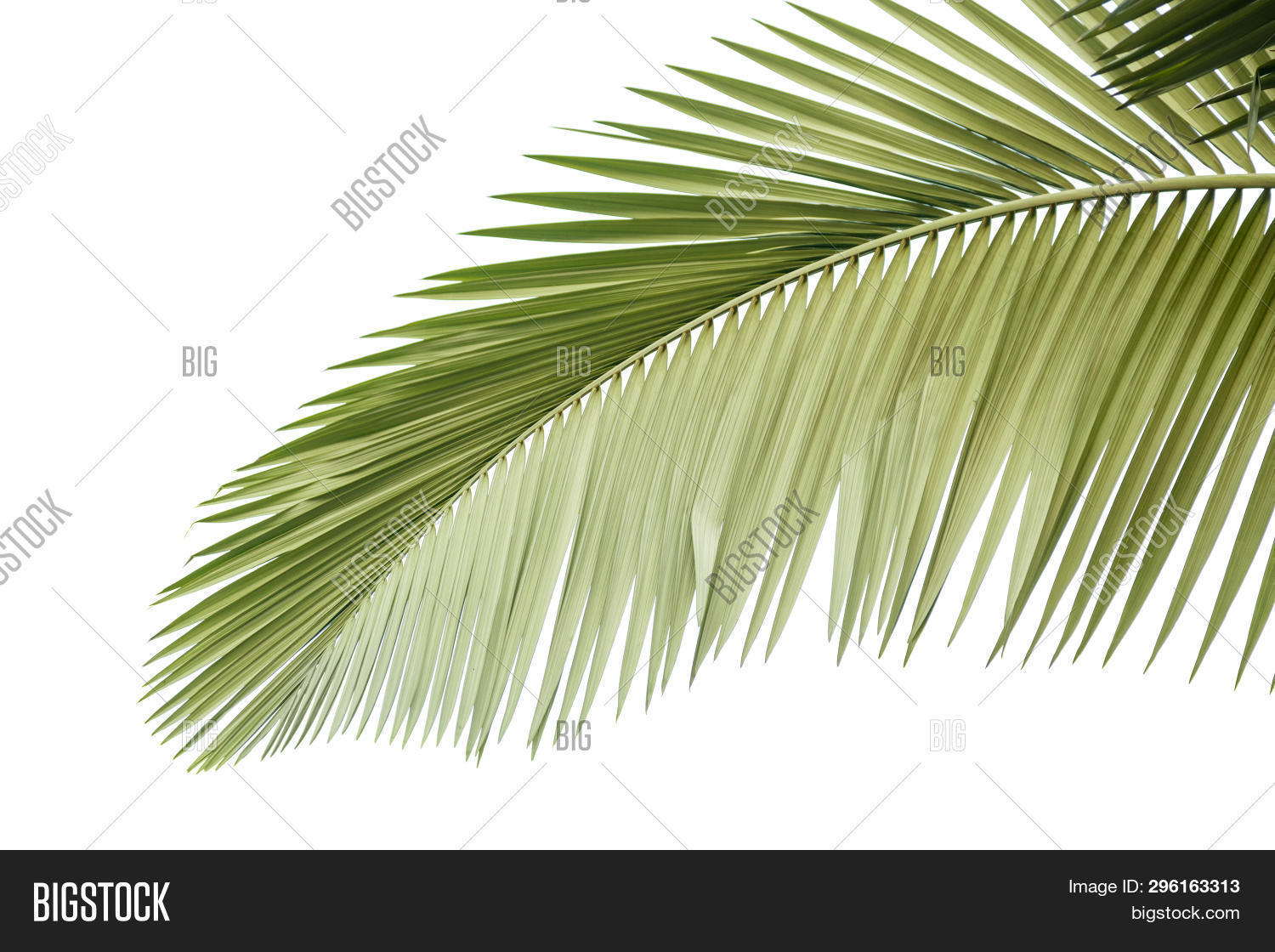 Imagen y foto Leaves Palm Tree (prueba gratis) | Bigstock
